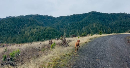 More Beautiful Than Necessary | Tresta Payne | Substack