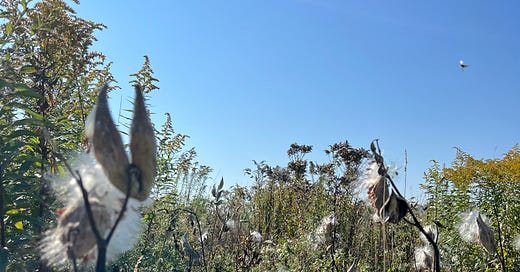 House of Green | Alexandra Fasulo | Substack