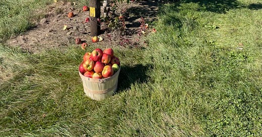 In Zoe's Kitchen | Substack