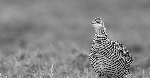 This Week in Birding | Bob Dolgan | Substack