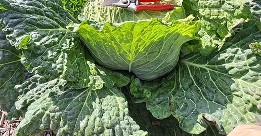 Leaf, Root & Fruit | Duncan Cocking | Substack