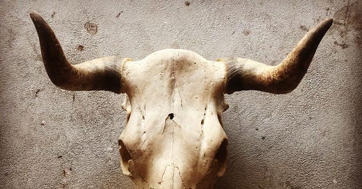 Horns - Cattle Culture
