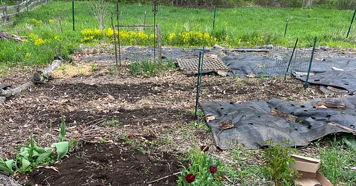Backyard Farming Connection: Homesteading and Gardening | Gretchen at Backyard Farming | Substack