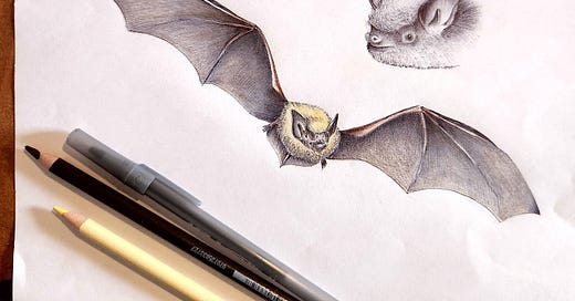 Drawing the Natural World | Val Webb | Substack