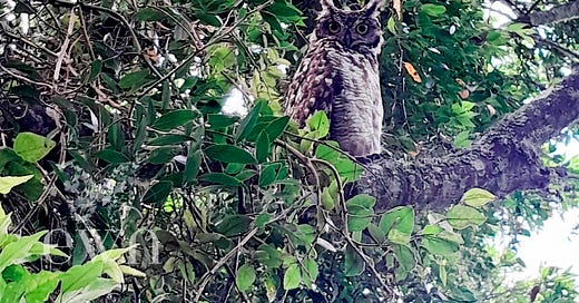 Shell’s Substack | Substack