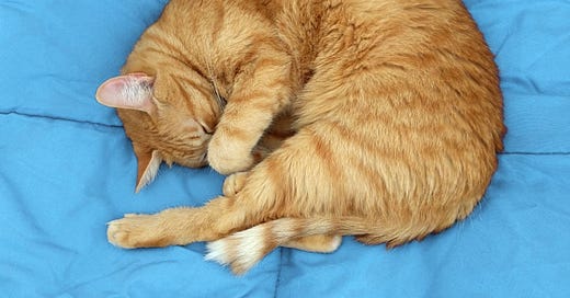 Hello. This Cat. | Substack