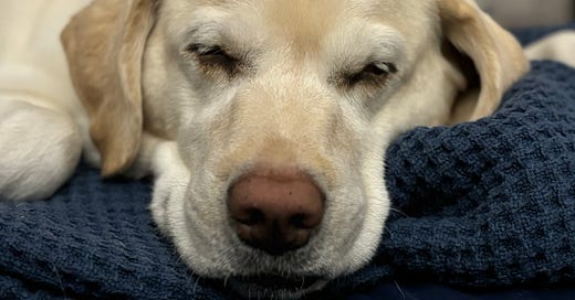 Journalism jobs and a photo of my dog | Mandy Hofmockel | Substack