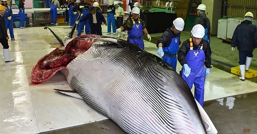 THE SEASPIRACY OBSERVER 👁️ | Substack