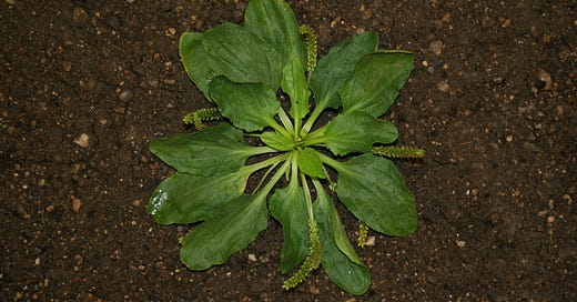 The Buffalo Herbalist | Agy | The Buffalo Herbalist | Substack