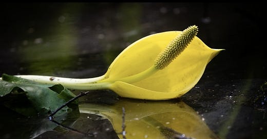 LampPost Victoria | Substack