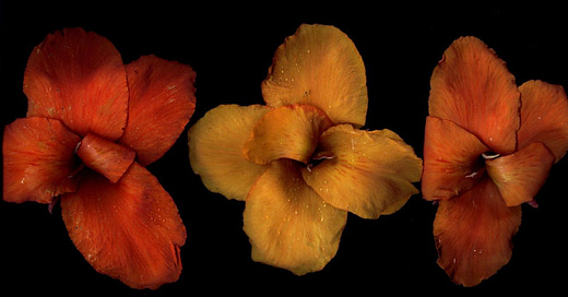 Spaceholder | Abi | Substack