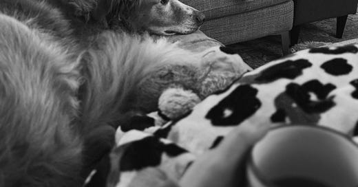 haver & sparrow | Charlene Storey | Substack