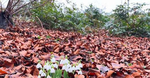 海马星球 Seahorse Planet | Substack