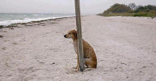 Everything is Personal | Laurie Stone | Substack