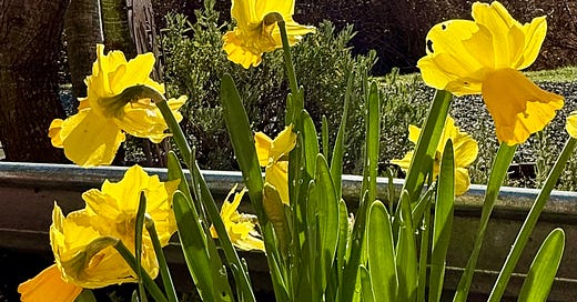 Messages from Sea & Cedar with Joanna Powell Colbert | Substack