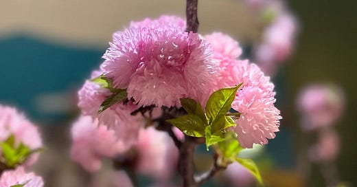 Heart&Hustle’s Substack | Tuyet Vu | Substack