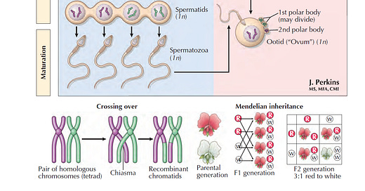 Victoria's Anatomy | Vicky O | Substack