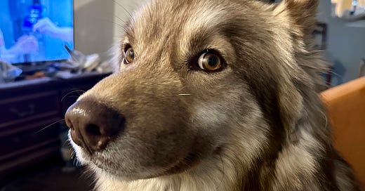 The Husky Bros 🐾 | Substack