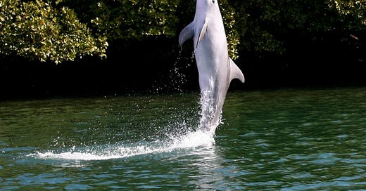 David Bessis | Substack