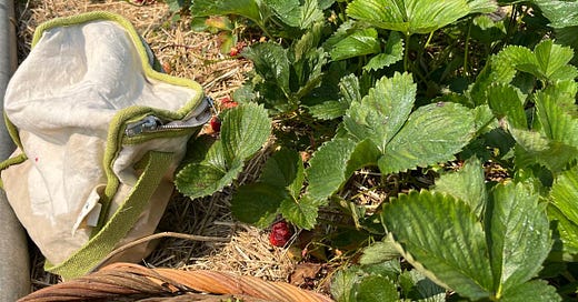 The ALMANAC by Lady Farmer | Mary & Emma Kingsley | Substack