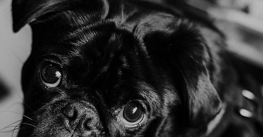 Aging Well Newsletter | Janice Walton | Substack