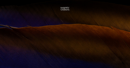 Insightful Creations | Substack