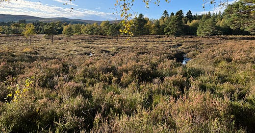 FLOW : Letters from the moss | Michela Griffith | Substack