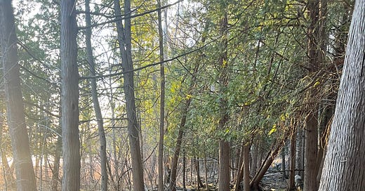 Slowdown Farmstead | Tara | Substack