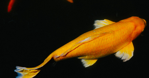 expand your experience | Taylor Simone | Substack