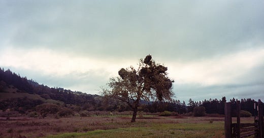 Human Stuff | Lisa Olivera | Substack