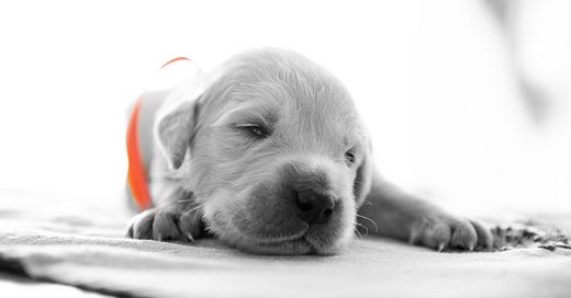 The Nicholberry Dispatch | Kerry Nichols | Substack