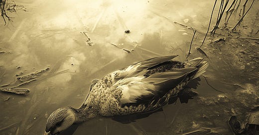 A Lily Bit | Substack