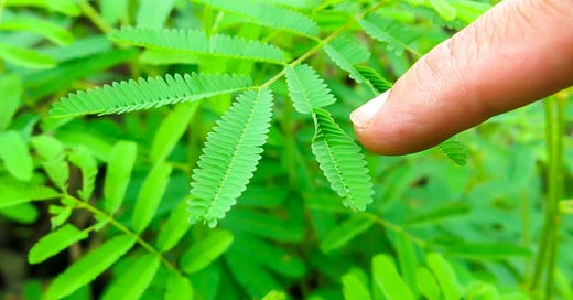 Shalom Auslander's Fetal Position | Substack