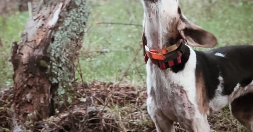 Field Chronicles | Rachelle Schrute | Substack