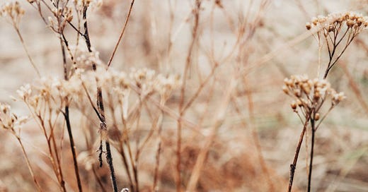 Hoodoo Healing: Roots & Reflections | Yayi Joyce | Substack