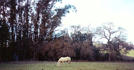 Human Stuff | Lisa Olivera | Substack