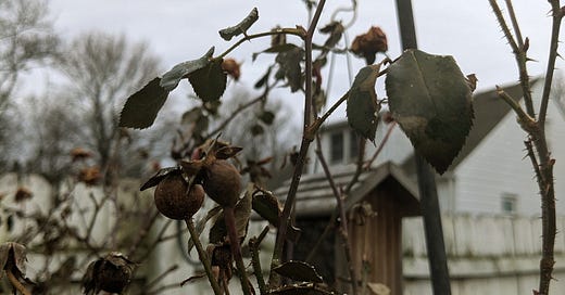 Stellify | Ryan Elizabeth | Substack