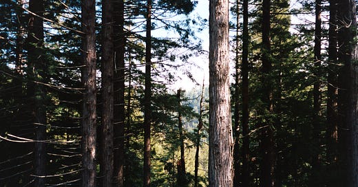 Human Stuff | Lisa Olivera | Substack