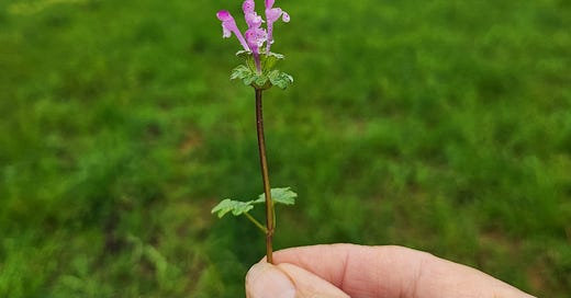 Drawing the Natural World | Val Webb | Substack