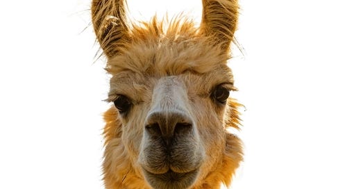 The Lactation College on Substack | Barbara L. Philipp, MD | Substack