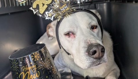 Elizabeth Kleinfeld: Here for All of It | Substack