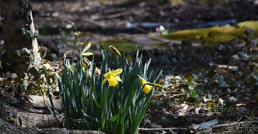 Trilogy | Barbara Mullen | Substack