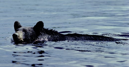 Touching the Elephant | Kendall Lamb | Substack