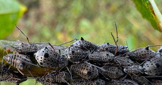 Common Farm Flowers by Georgie Newbery | Substack