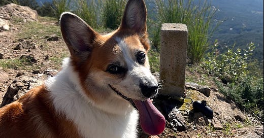 The Uncommon Executive | Yue Zhao | Substack