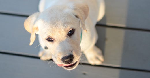 Journalism jobs and a photo of my dog | Mandy Hofmockel | Substack