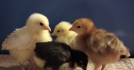 Grace & Space | Linda Stoll | Substack