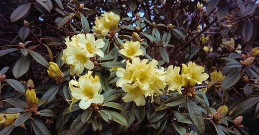 Human Stuff | Lisa Olivera | Substack