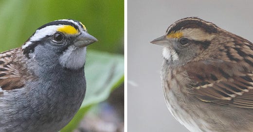 My Gaia | Diane Porter | Substack