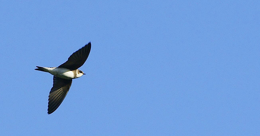 Six Things | Lev Parikian | Substack